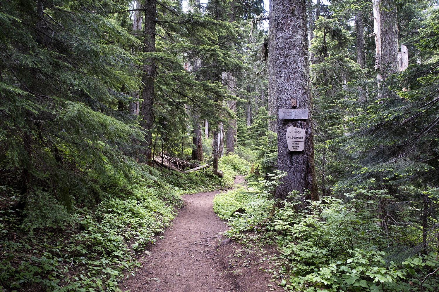 Top Spur Trail - Discover Mt. Hood